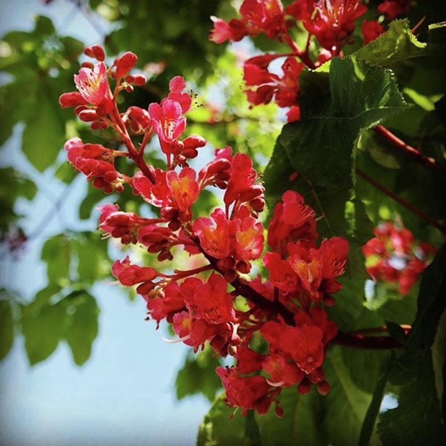 Red Chestnut - Biorezonans Terapileri