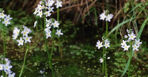 Water Violet - Biorezonans Terapileri
